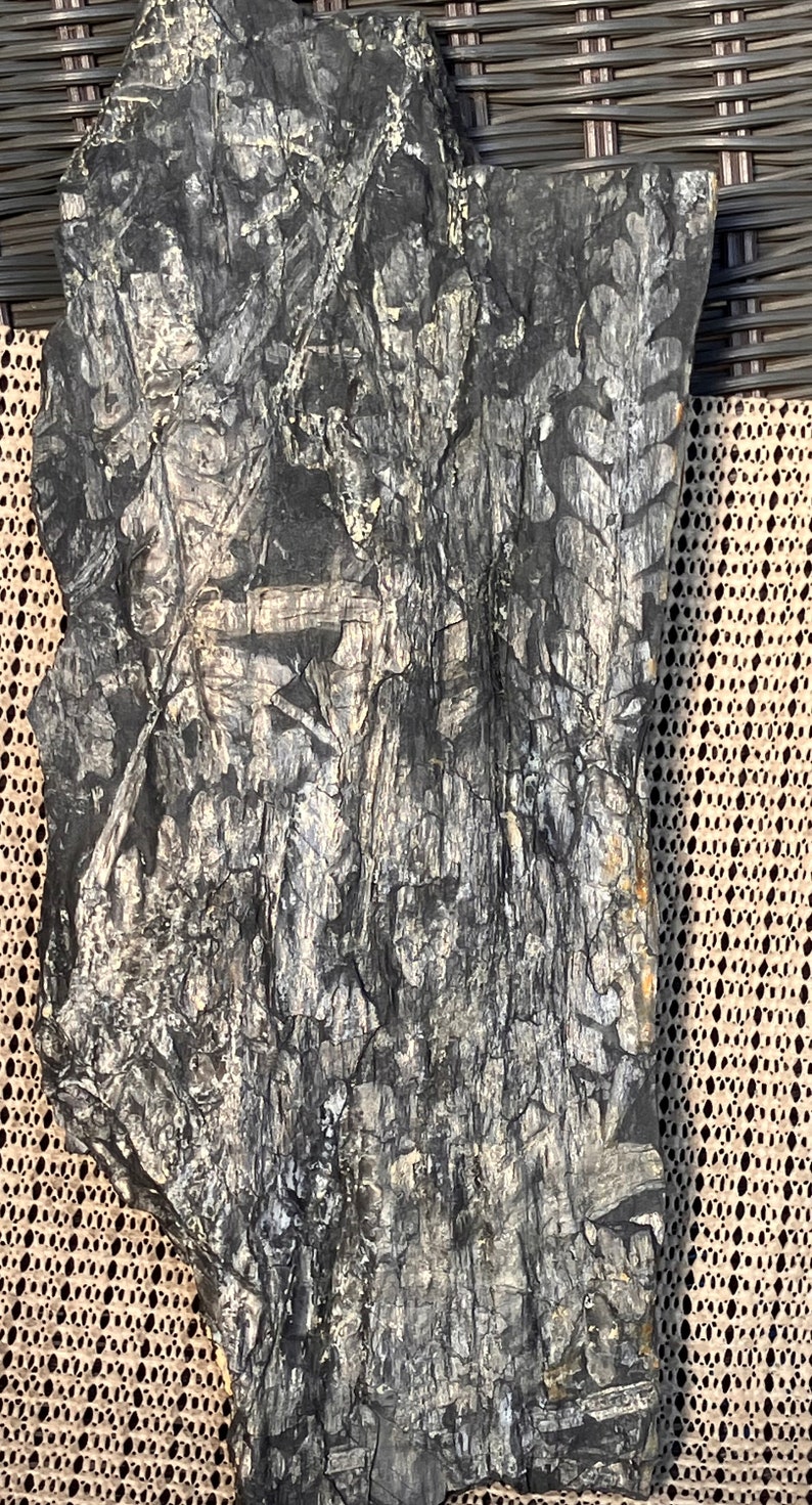 Ancient Paleozoic Era Extinct Tree Ferns & Flora Foliage Plant Fossil ...