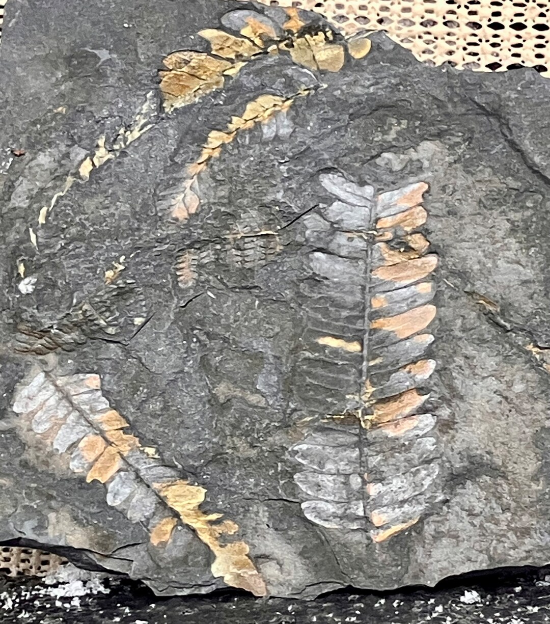 300 Million Year Old Ancient Paleozoic Era Tree Ferns Flora Colorful ...