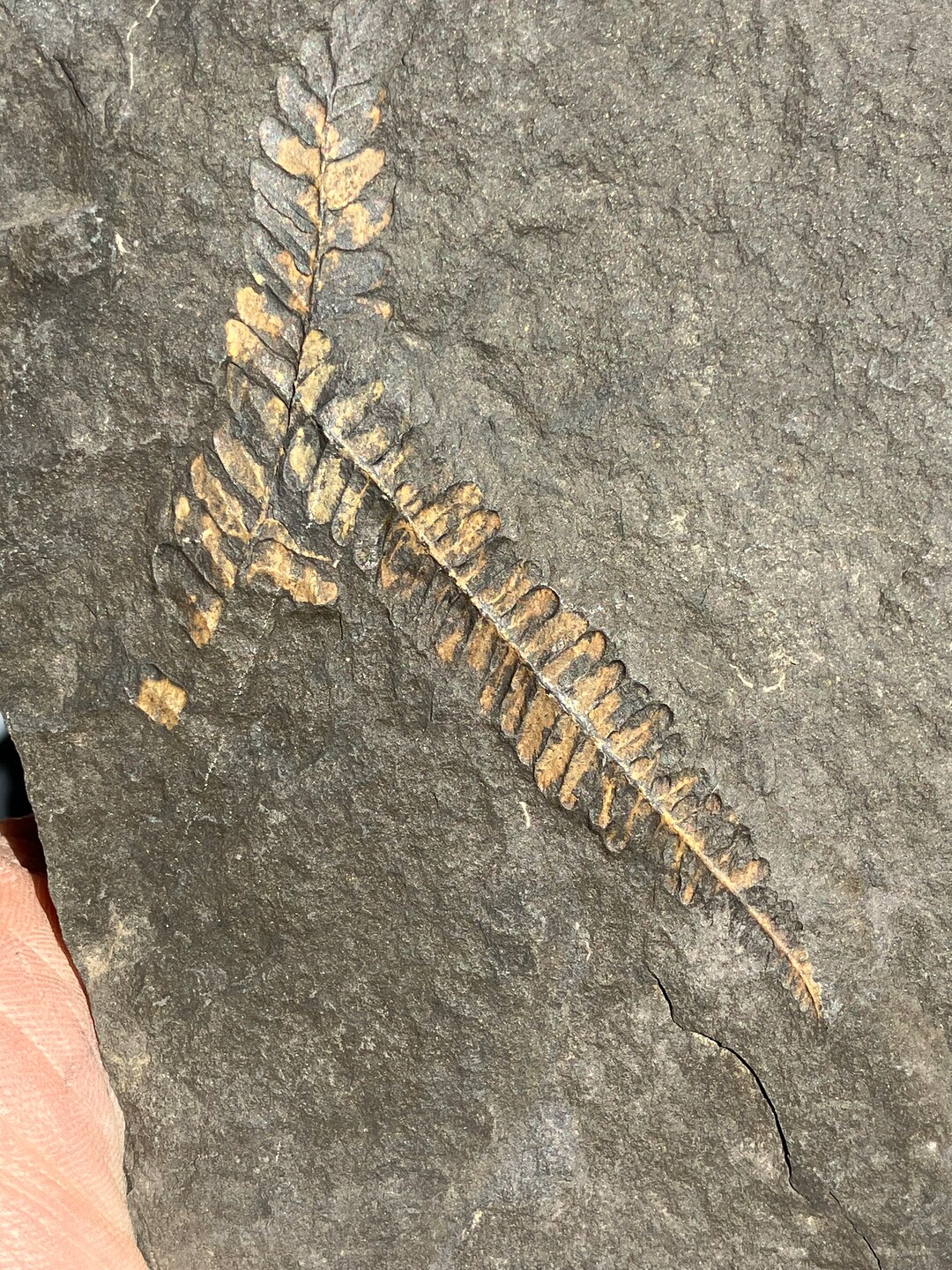 Paleozoic Era Double Tree Ferns Colorful Flora Fossil - Etsy