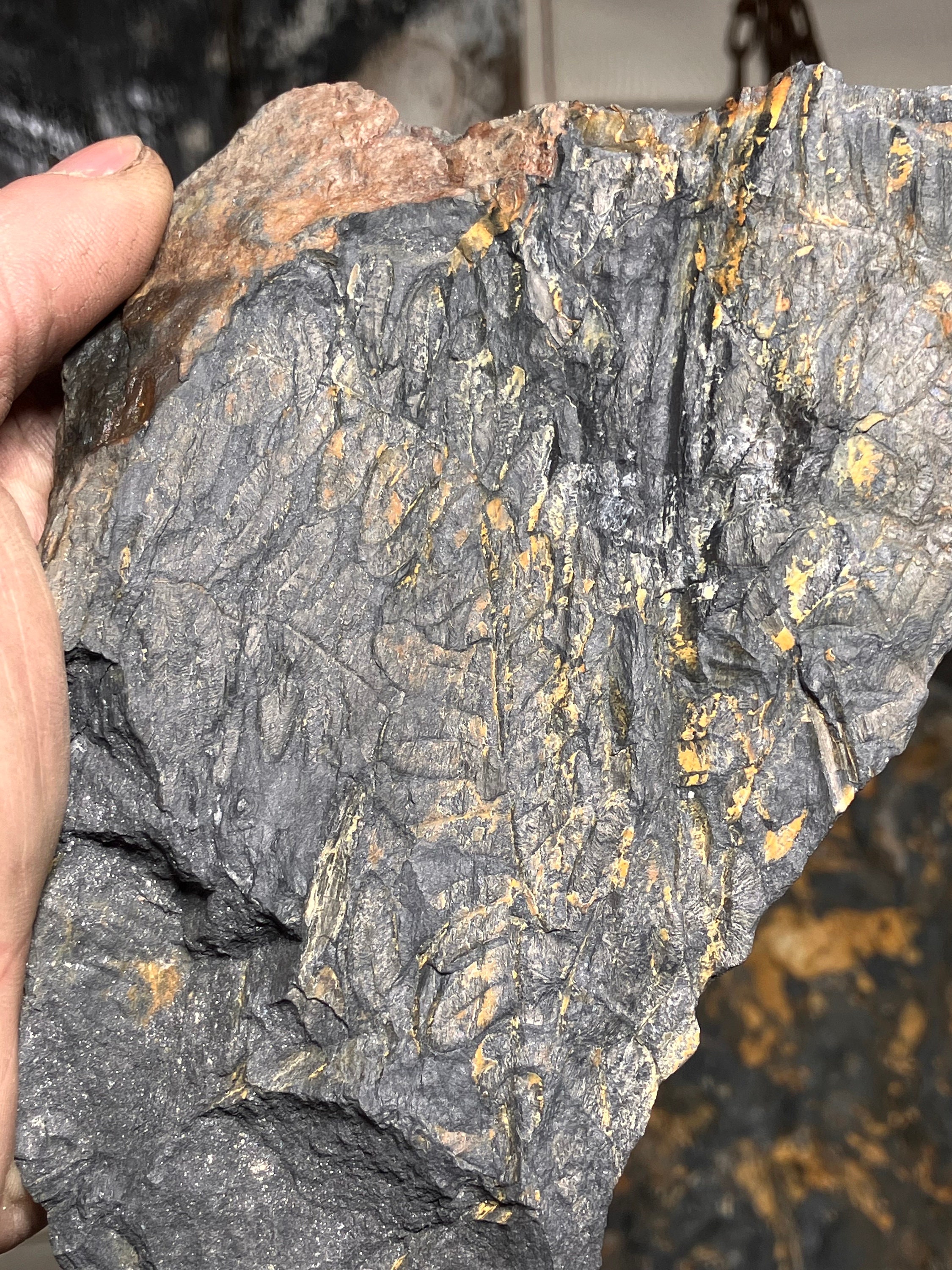 Ancient Paleozoic Era Extinct Tree Ferns Colorful 3D Plant Fossil ...