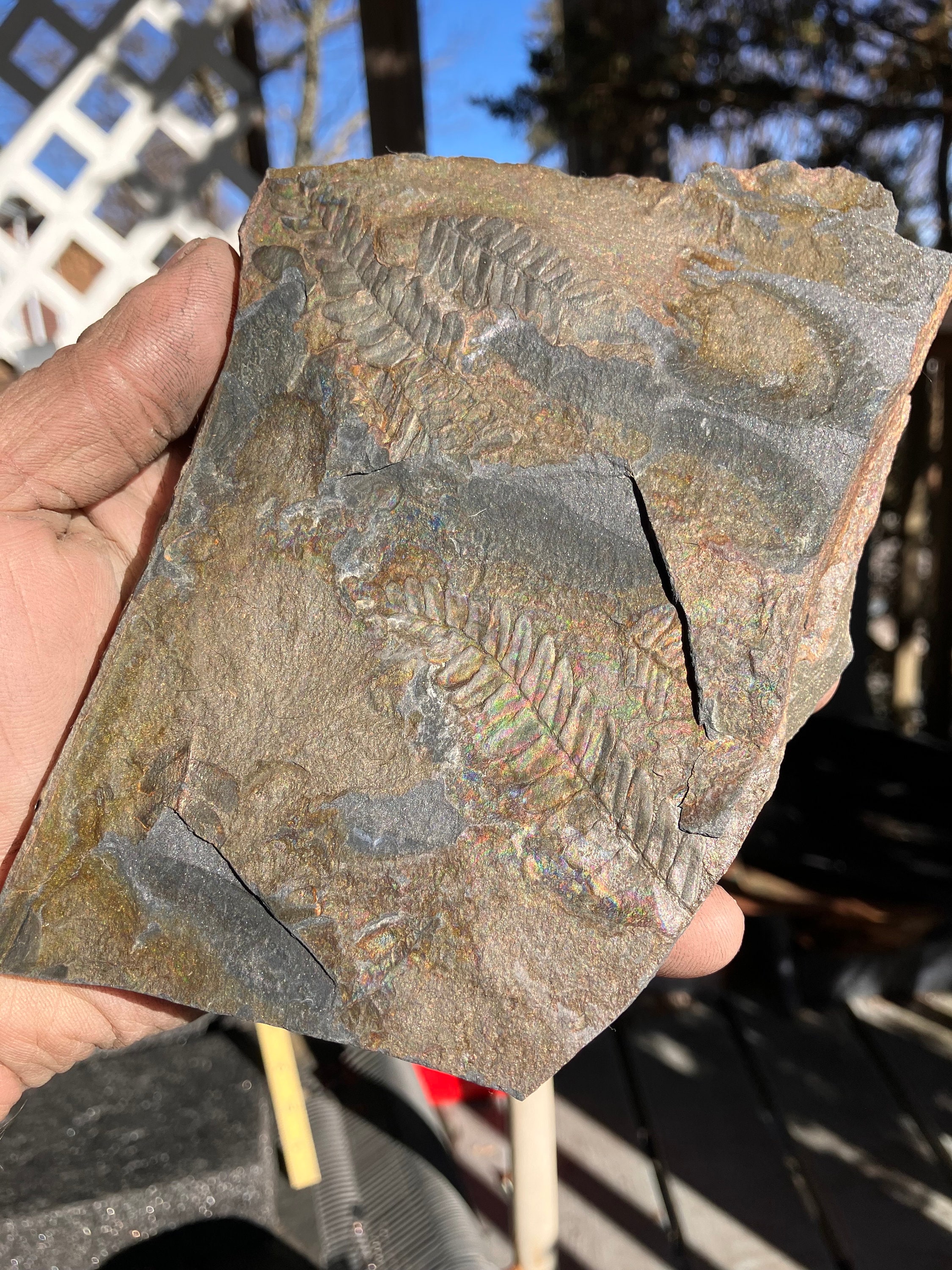 Paleozoic Era Extinct Tree Ferns peacock Colorful 3D Plant Fossil - Etsy