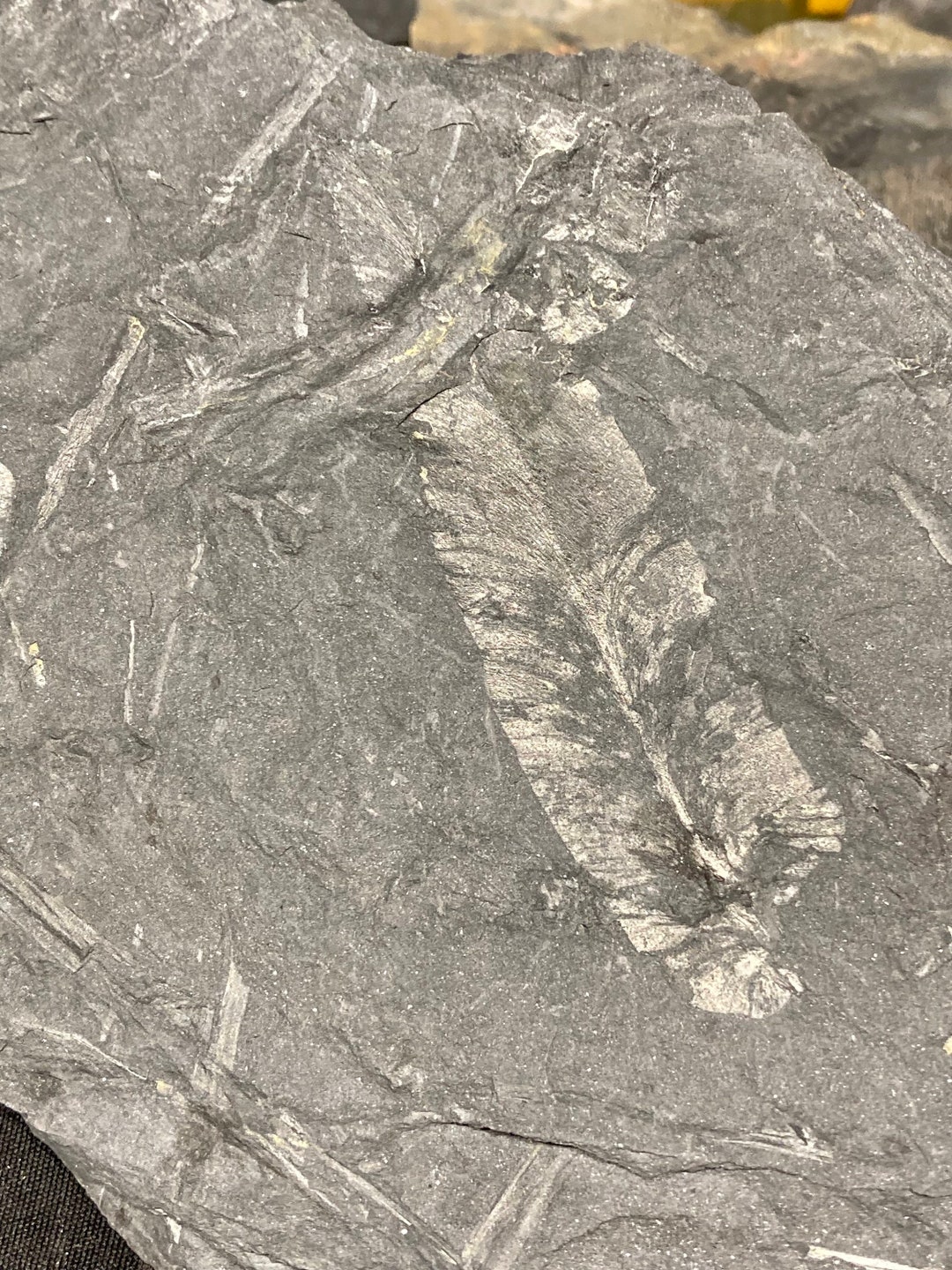 Paleozoic Era Scale Tree Branch & Foliage Multi Flora Fossil - Etsy