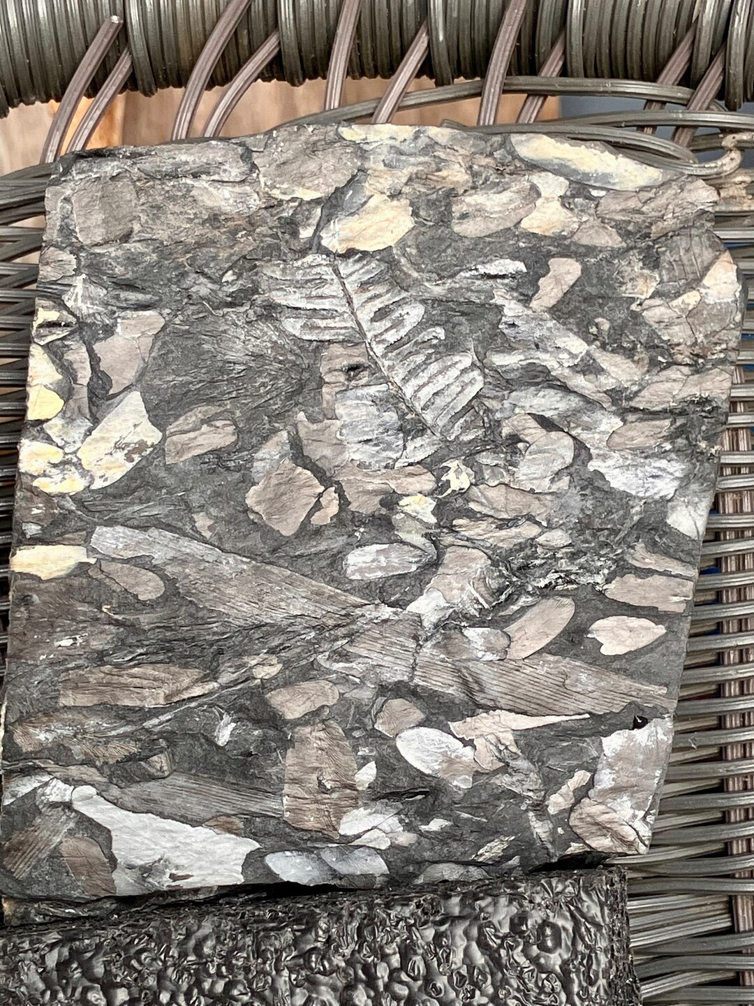 300 Million Year Old Extinct Tree Ferns, Foliage & Branch 2 Sided Flora ...