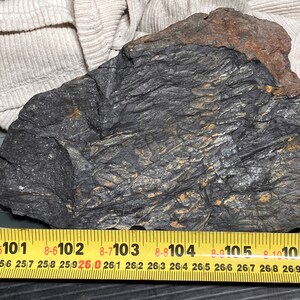 Ancient Paleozoic Era Extinct Tree Ferns Colorful 3D Plant Fossil - Etsy