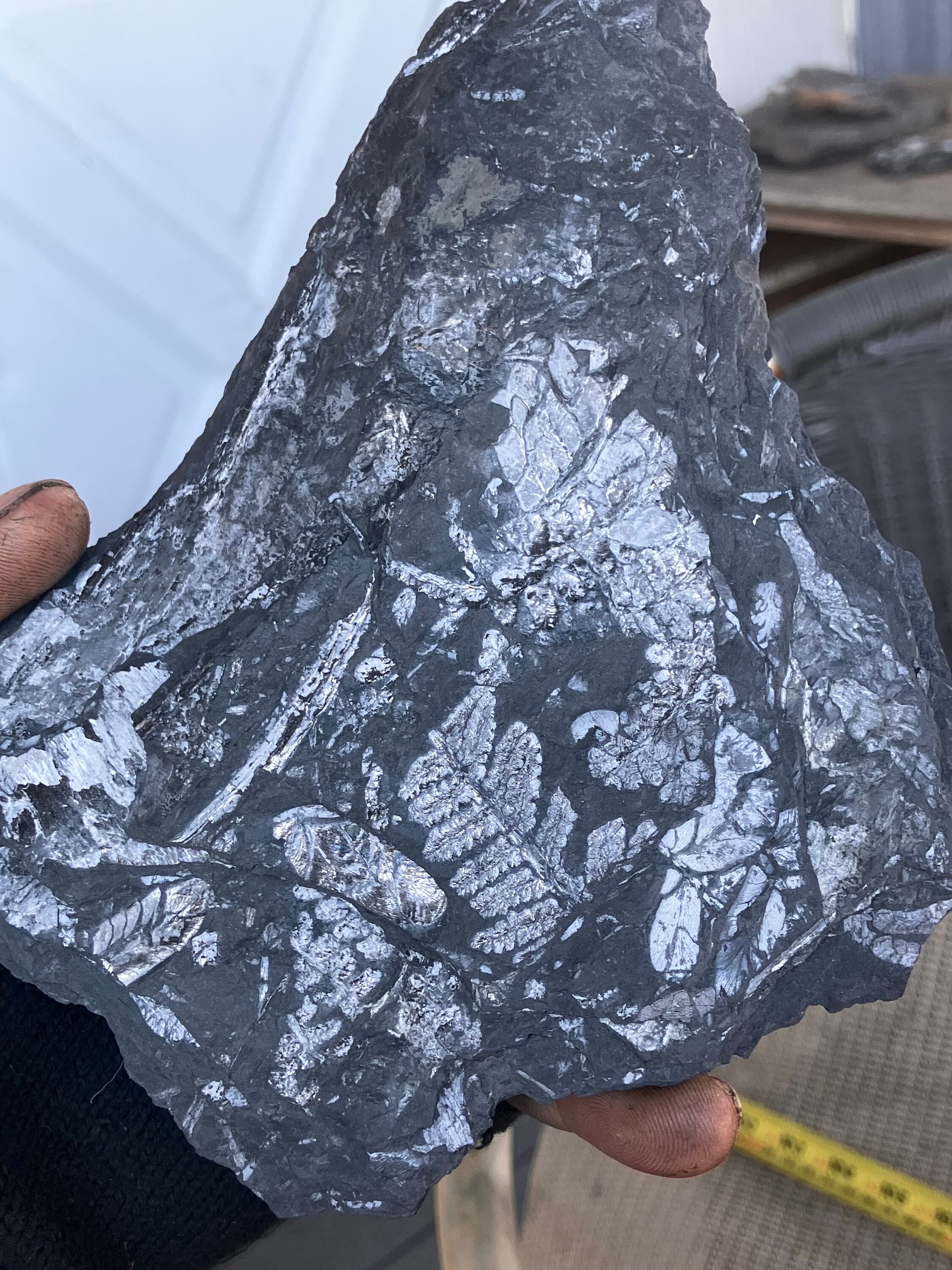 Ancient Paleozoic Era Extinct Tree Ferns & Flora Foliage Plant Fossil ...