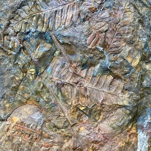 Giant Fossil Ferns Slab, Colorful Carboniferous Lonchopteris Rugosa ...