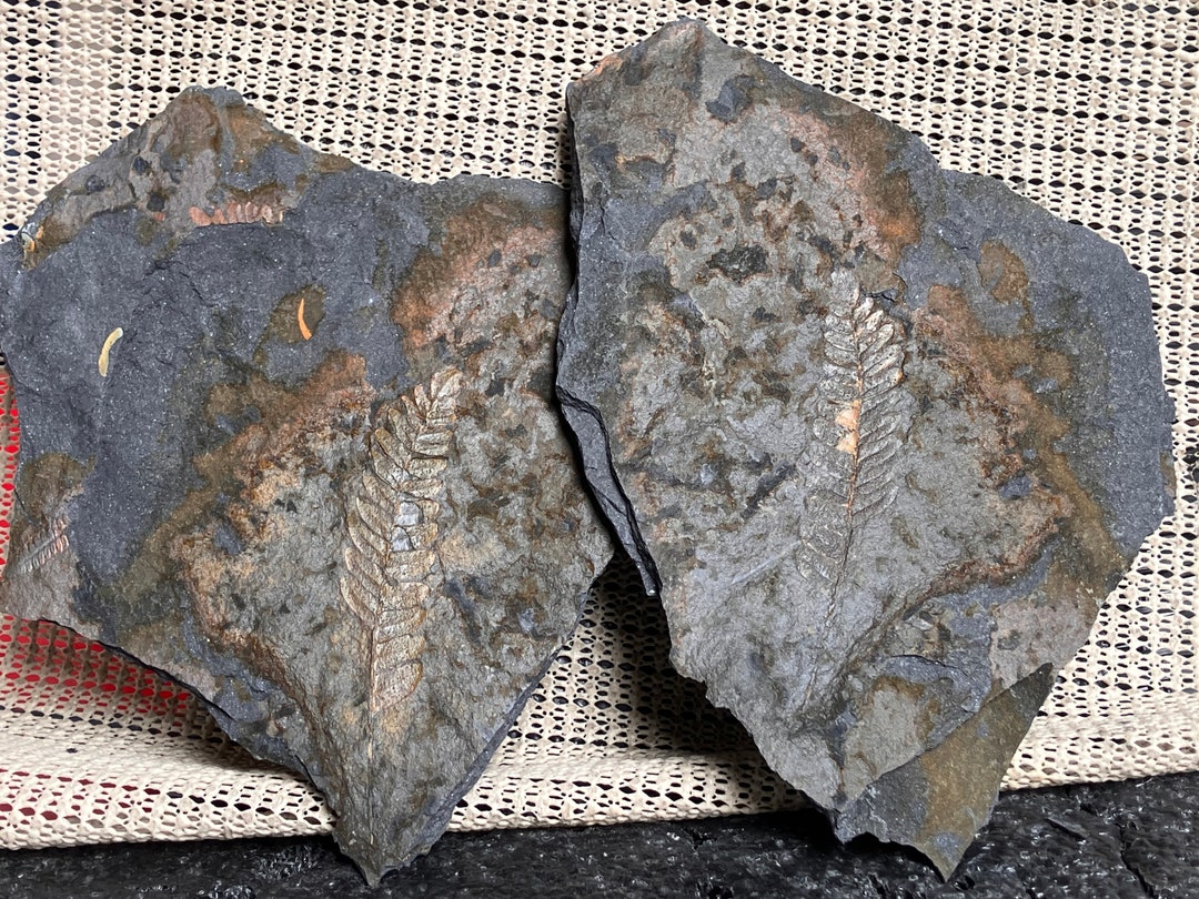 Ancient Paleozoic Era Extinct Tree Ferns & - Etsy