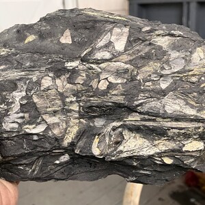 Paleozoic Era Extinct Tree Ferns Foliage 3D Flora Plant Fossil - Etsy