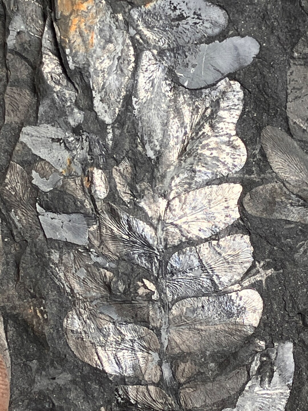 300 Million Year Old Ancient Paleozoic Tree Fern & Flora Foliage Plant ...