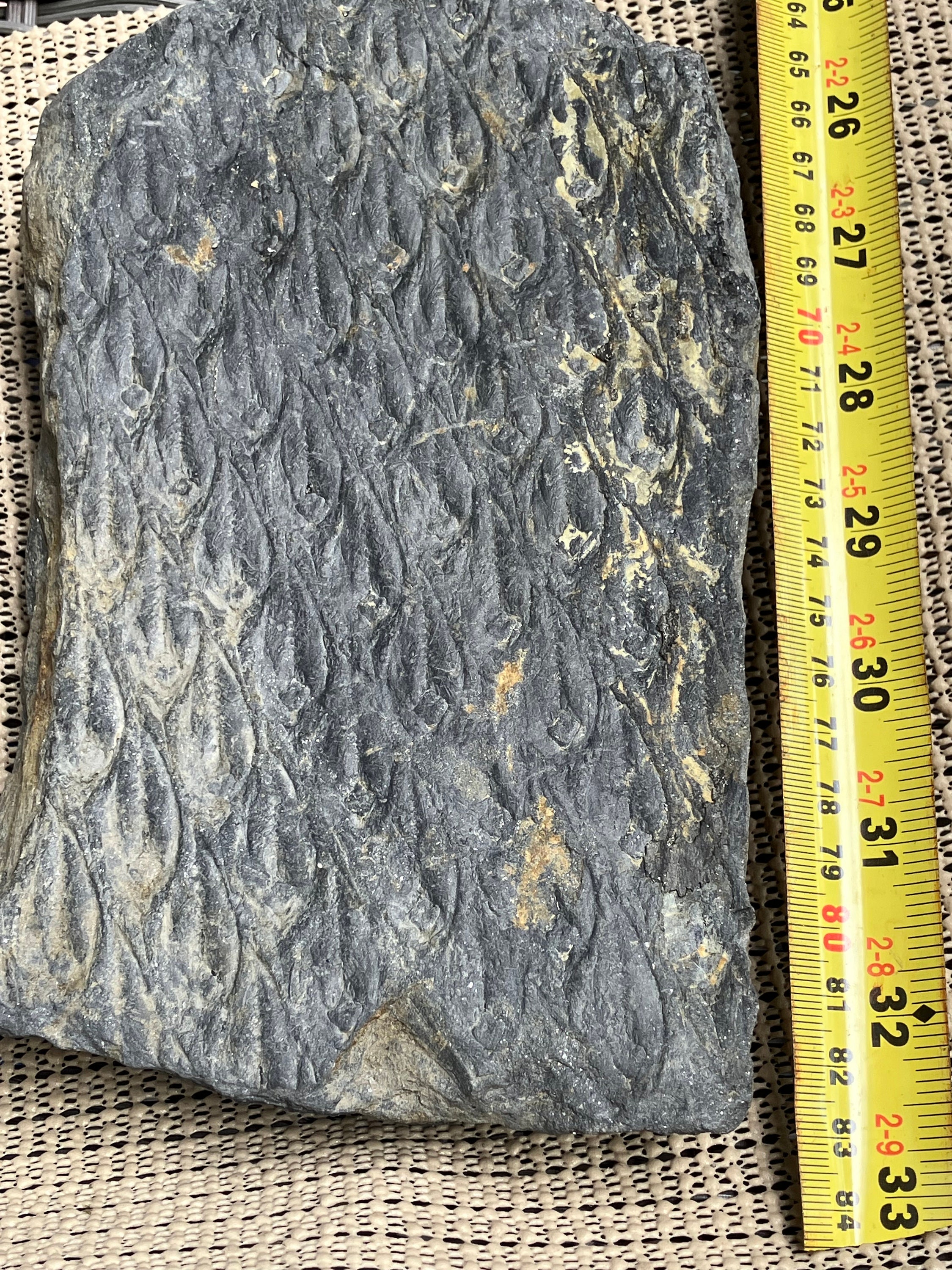 300 Million Year Old Lepidodendron Scale Tree Plant Flora - Etsy