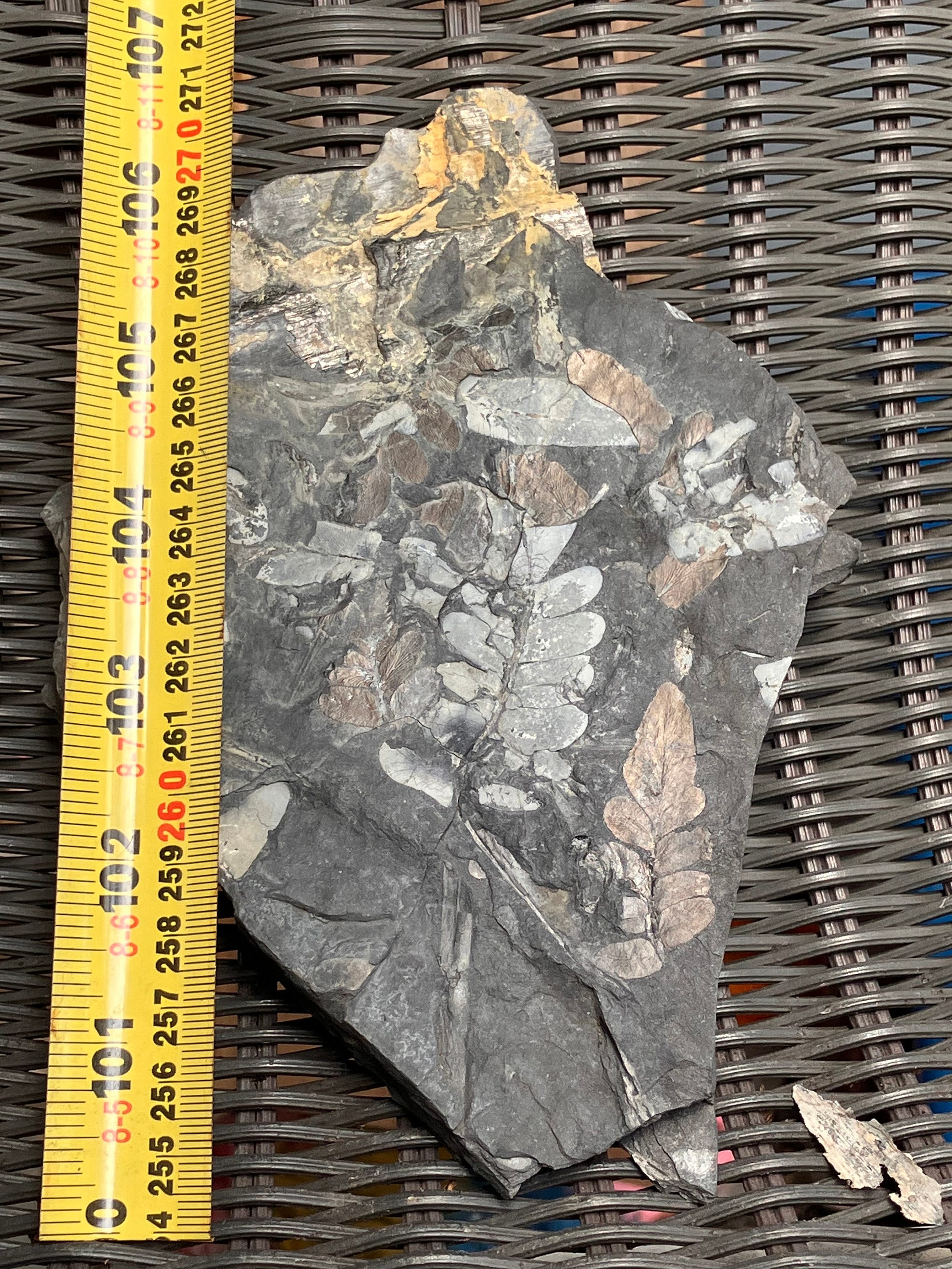 Paleozoic Era Extinct Tree Ferns Plant Fossil - Etsy Australia