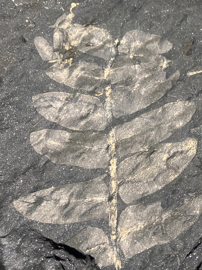 Ancient Paleozoic Era Tree Fern Flora Pyrite Plant Fossil - Etsy