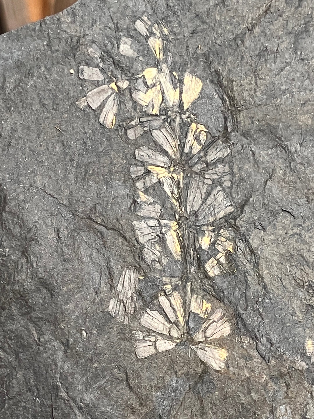 Ancient Paleozoic Era Extinct Sphenophyllum Flora 3D Plant Fossil - Etsy