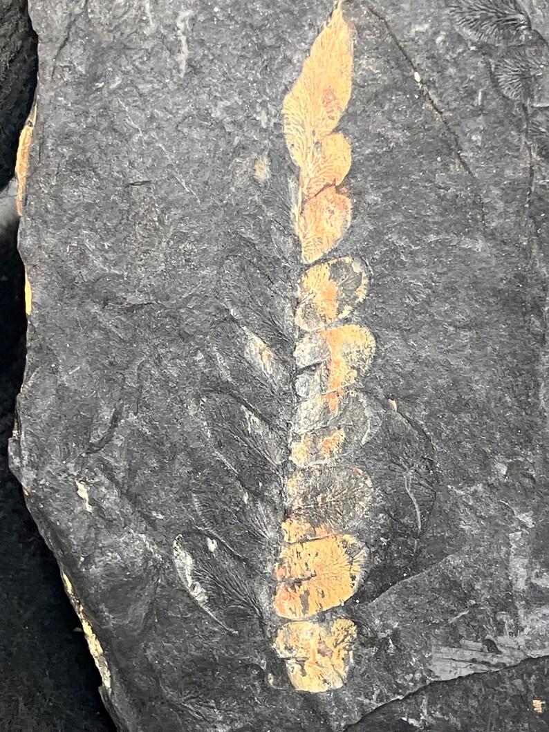 Ancient Paleozoic Extinct Tree Fern Colorful Flora Plant Fossil - Etsy