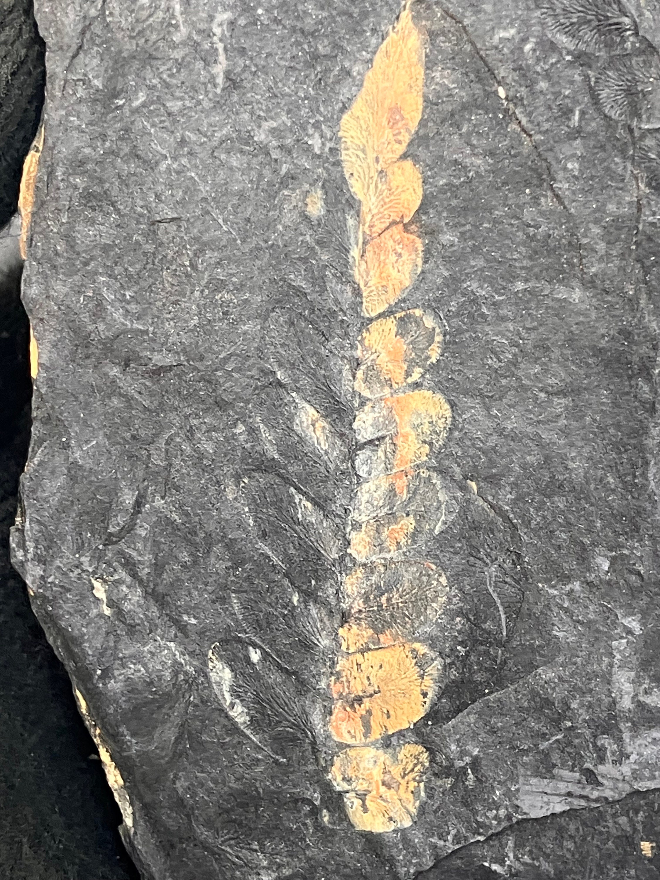 Ancient Paleozoic Extinct Tree Fern Colorful Flora Plant Fossil - Etsy