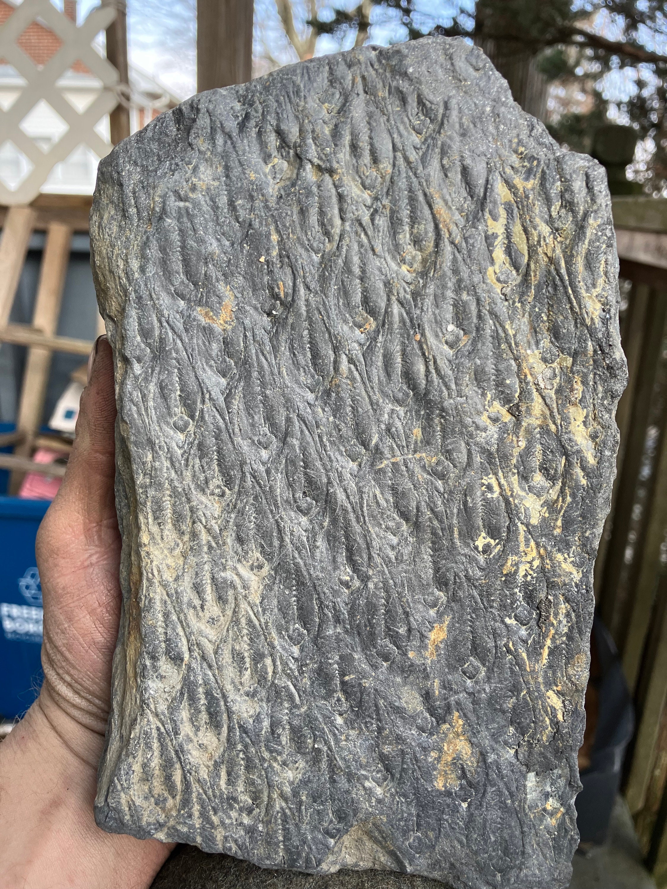 300 Million Year Old Lepidodendron Scale Tree Plant Flora - Etsy