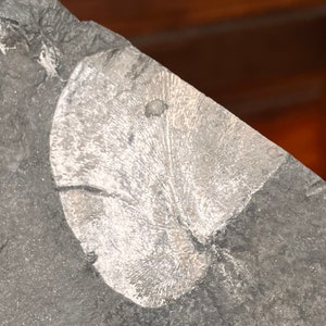 Ancient Paleozoic Era Extinct Tree Fern & Big Leaf Flora Plant Fossil ...