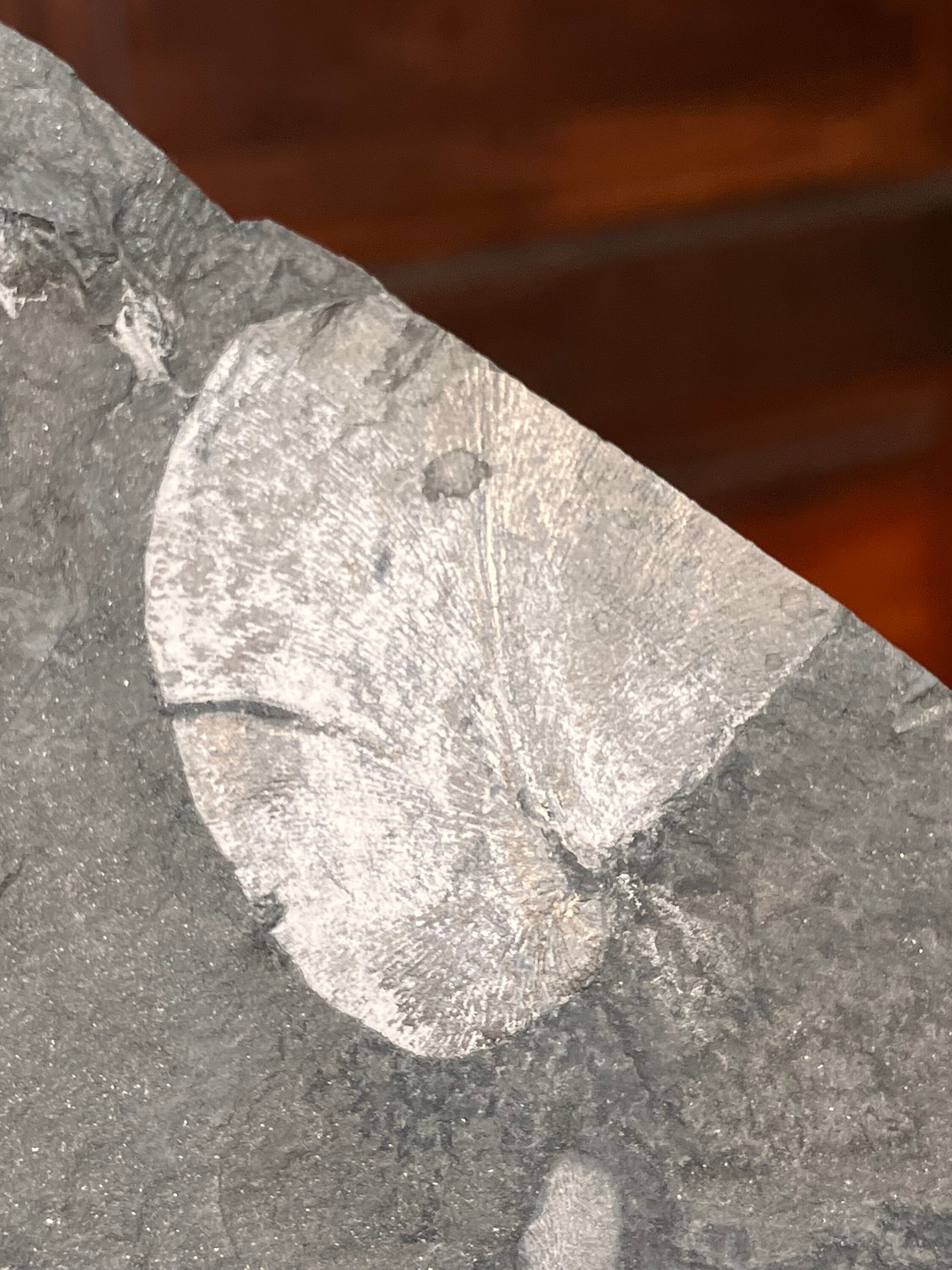 Ancient Paleozoic Era Extinct Tree Fern & Big Leaf Flora Plant Fossil ...