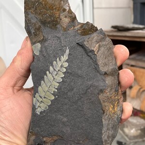 Three Ancient Paleozoic Era Extinct Tree Ferns Colorful Plant Fossils ...