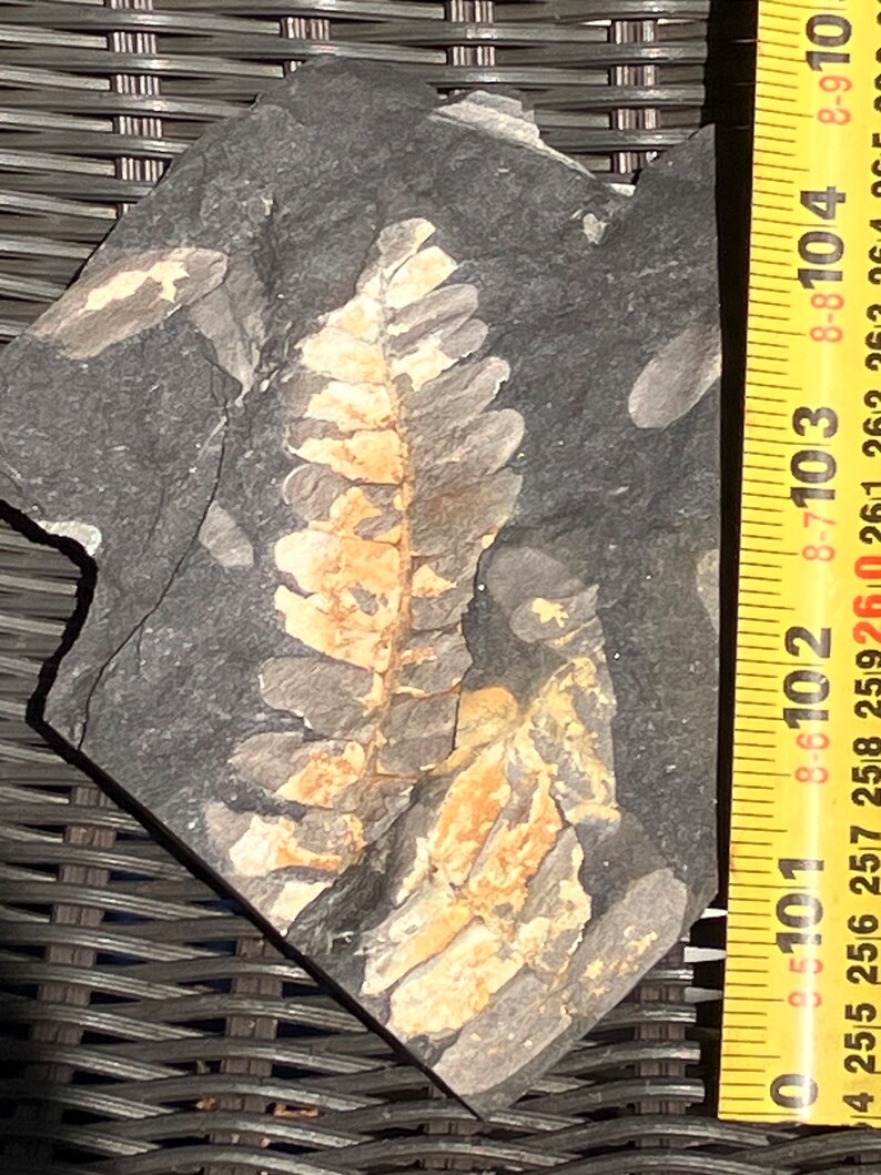 Ancient Paleozoic Extinct Tree Fern Colorful Flora Plant Fossil - Etsy