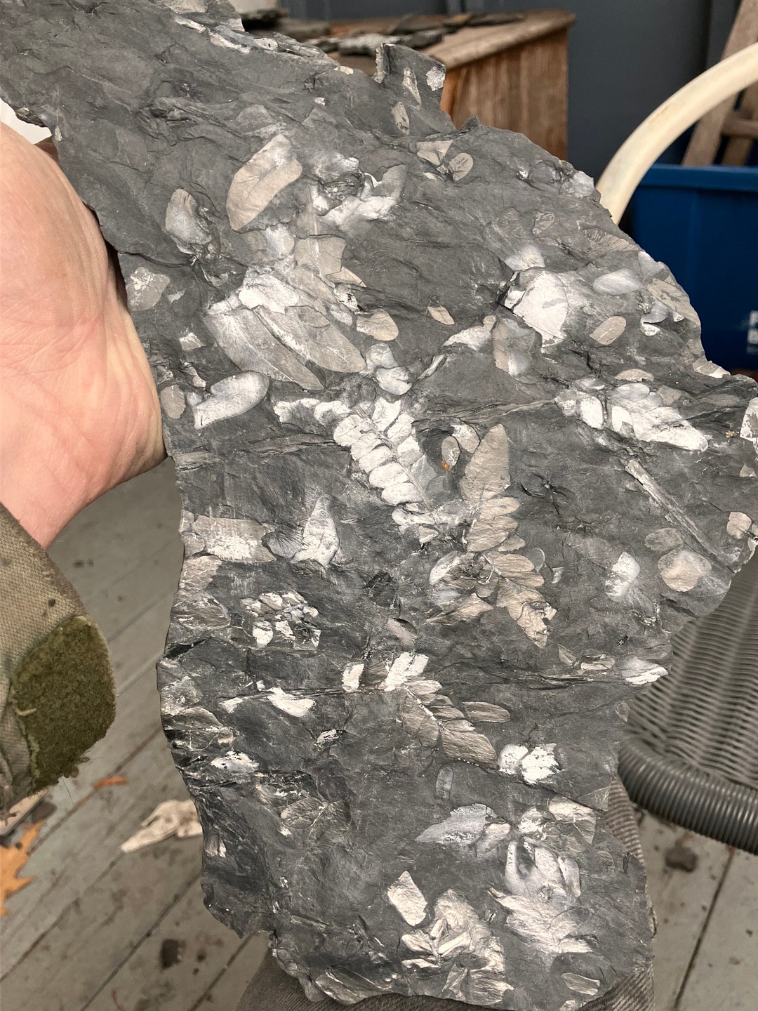 Extinct Paleozoic Era Carboniferous Tree Ferns Flora Plant Fossil Slab ...