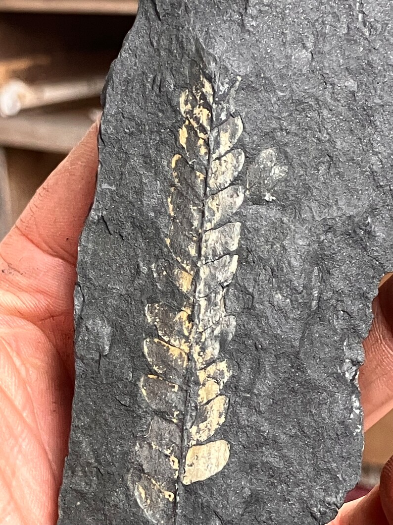 Extinct Paleozoic Tree Fern Flora Colorful Plant Fossil - Etsy