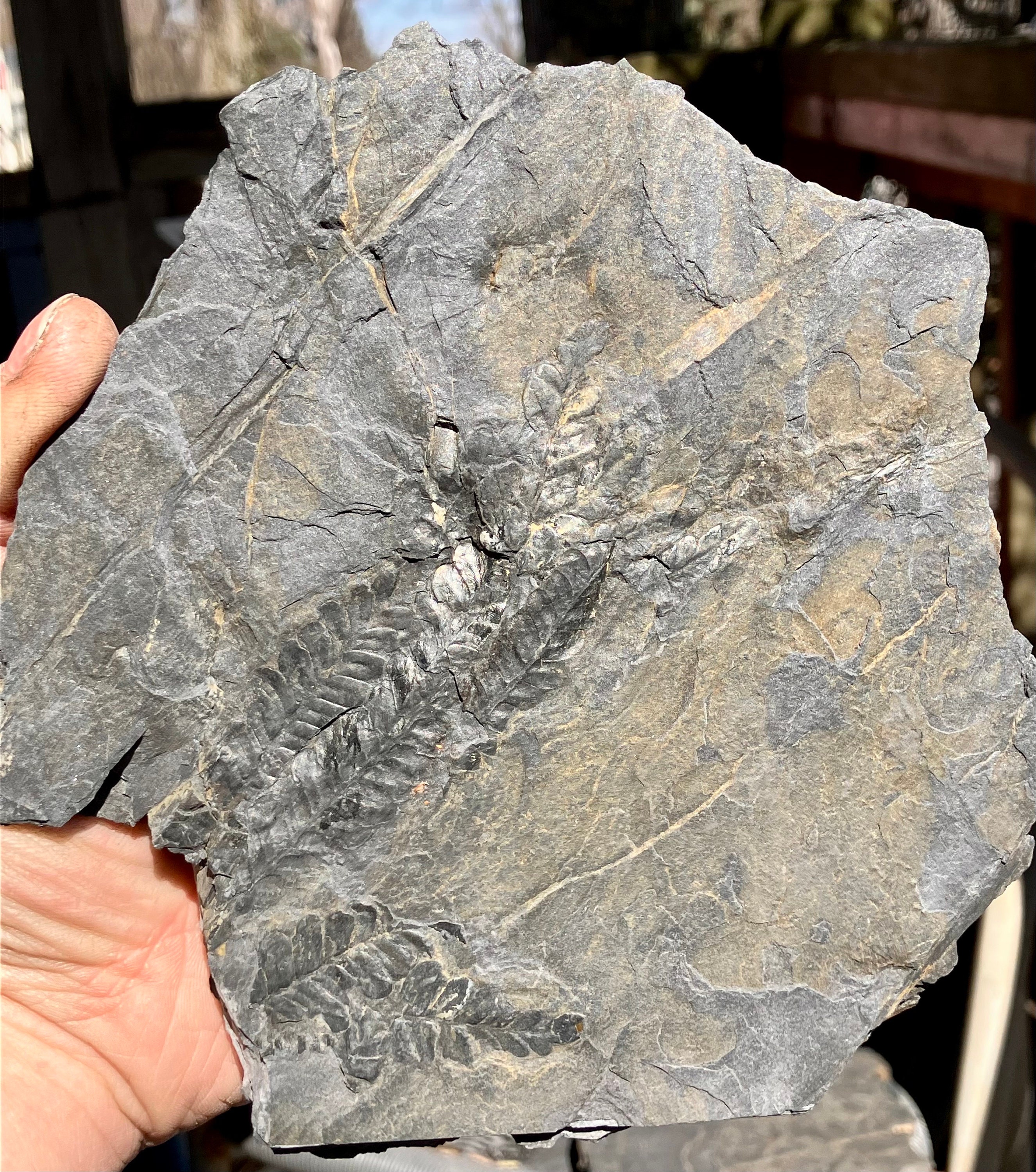 Paleozoic Era Carboniferous Extinct Ferns 3D Plant Fossil - Etsy