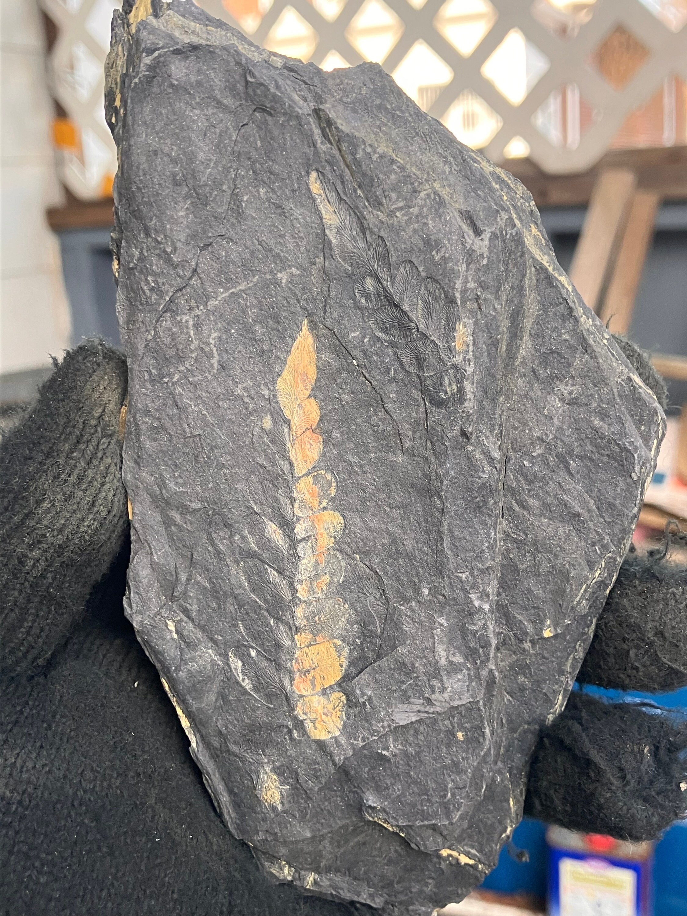 Ancient Paleozoic Extinct Tree Fern Colorful Flora Plant Fossil - Etsy