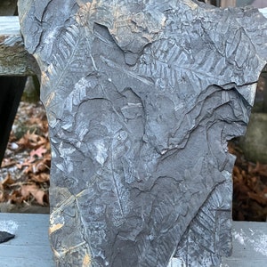 300 Million Year Old Paleozoic Era Multiple Extinct - Etsy