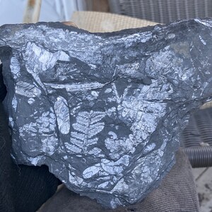 Ancient Paleozoic Era Extinct Tree Ferns & Flora Foliage Plant Fossil ...