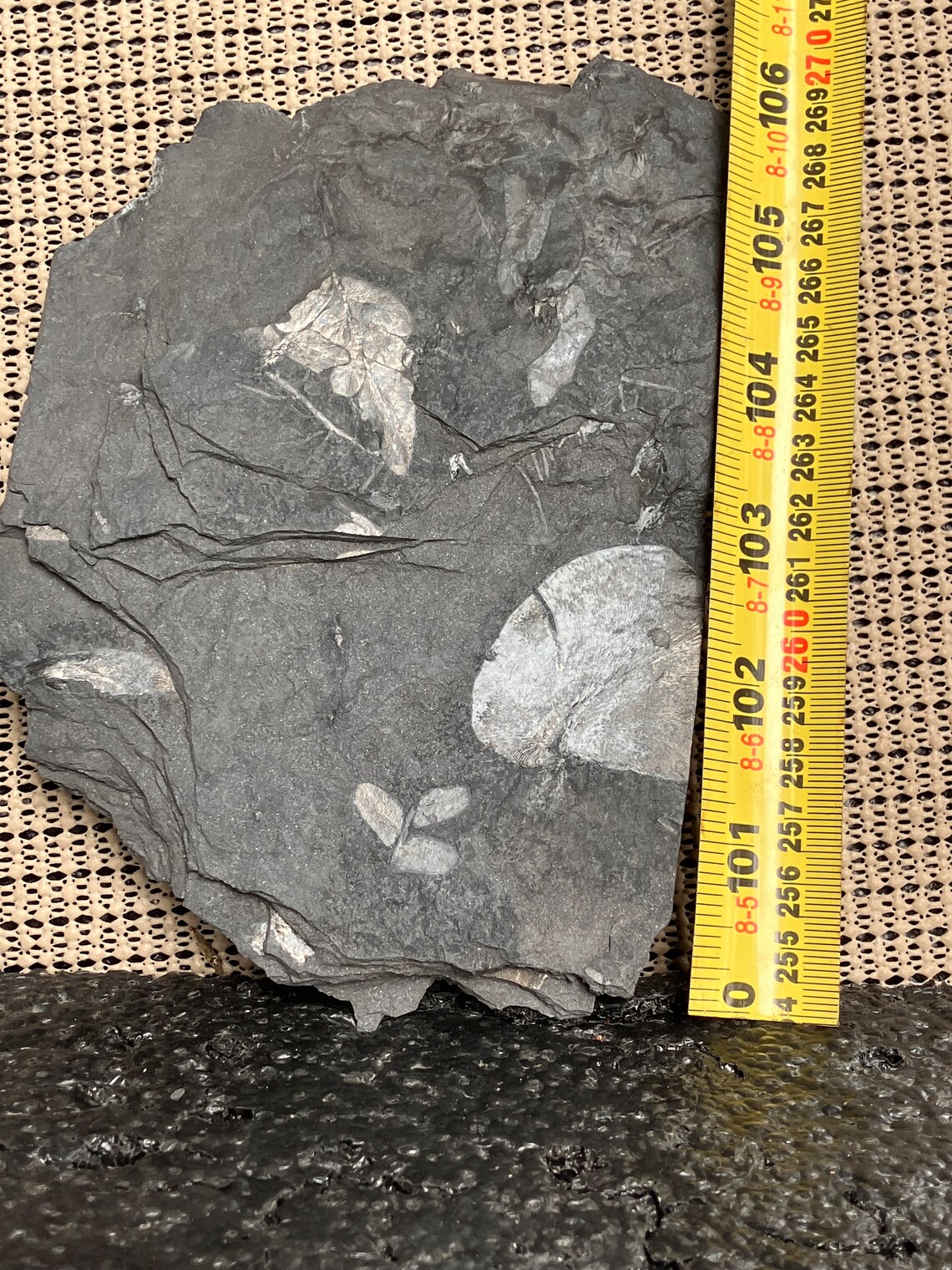 Ancient Paleozoic Era Extinct Tree Fern & Big Leaf Flora Plant Fossil ...