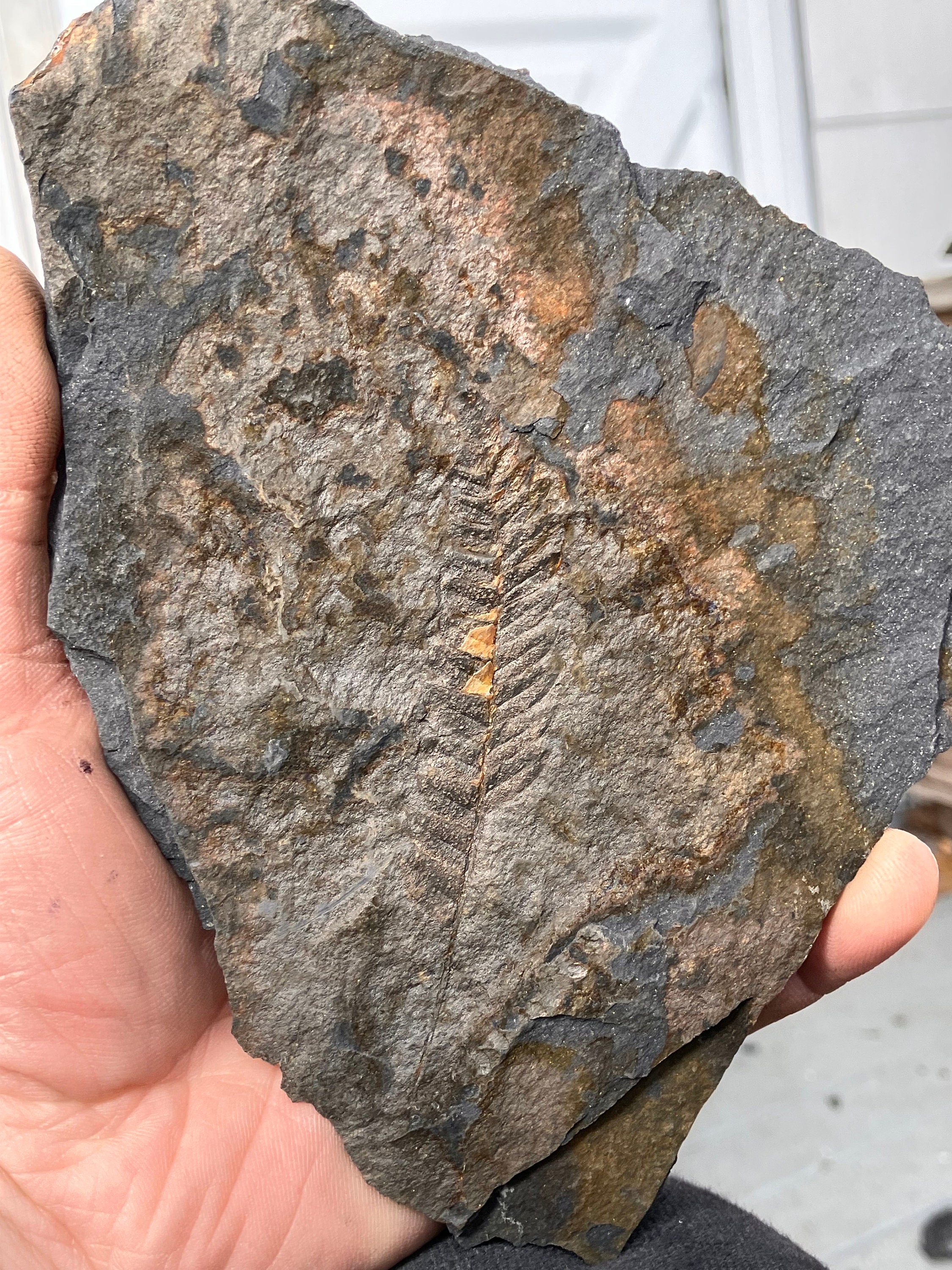 Ancient Paleozoic Era Extinct Tree Ferns & - Etsy