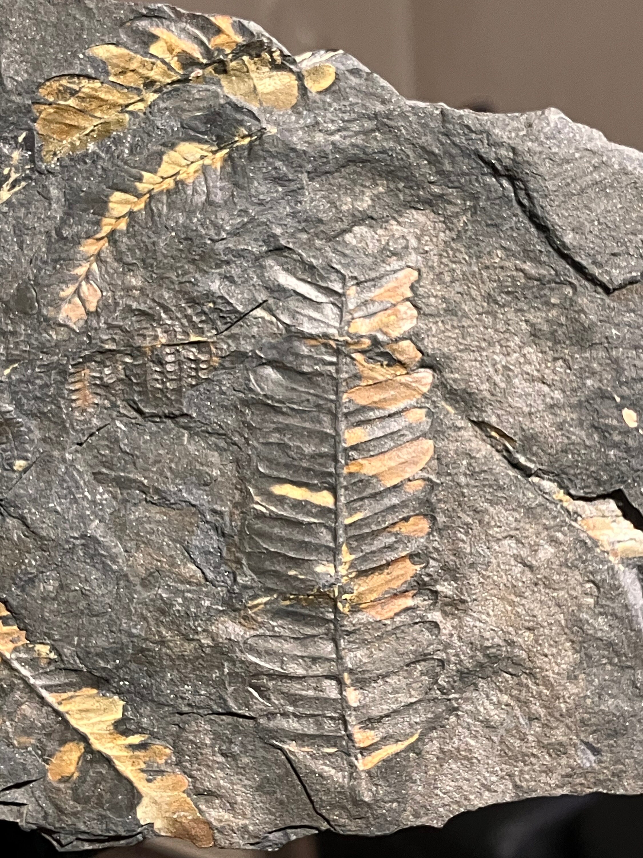 300 Million Year Old Ancient Paleozoic Era Tree Ferns Flora Colorful ...