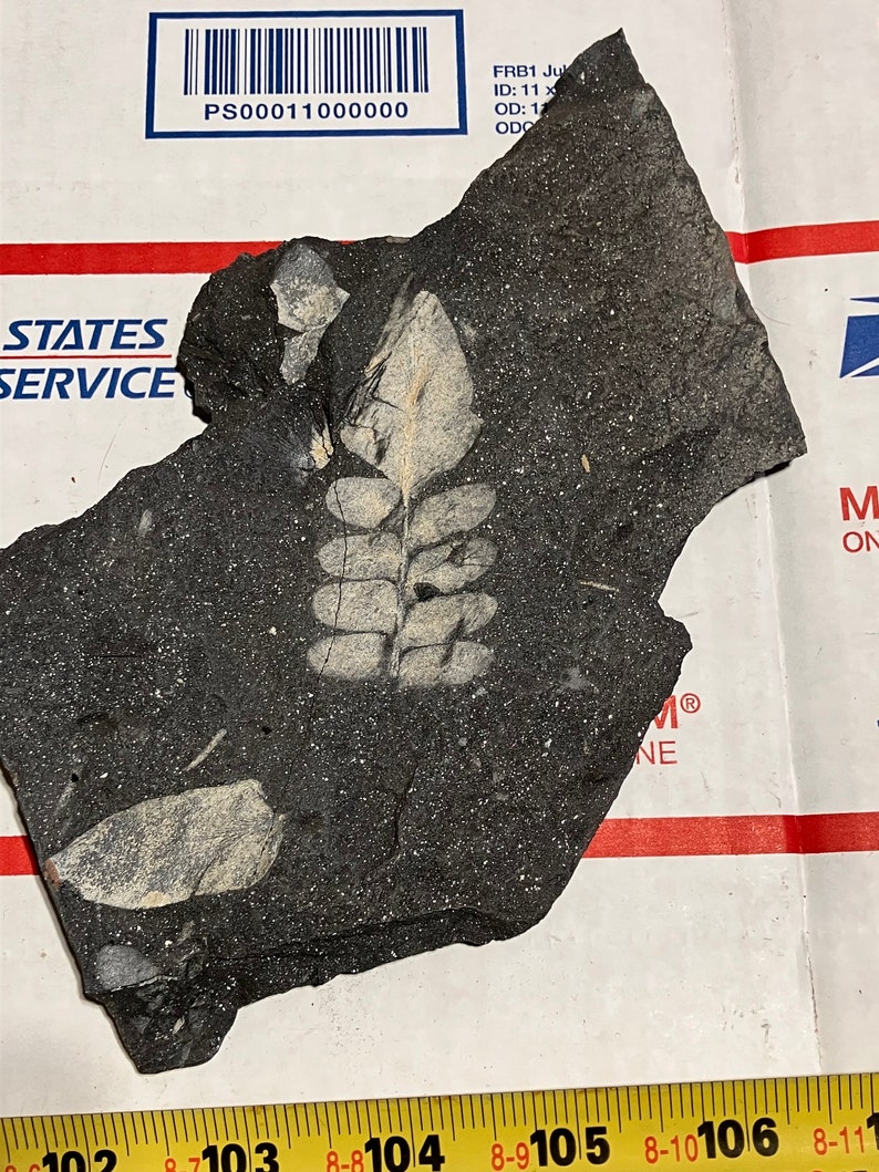 Ancient Paleozoic Era Tree Fern Flora Pyrite Plant Fossil - Etsy