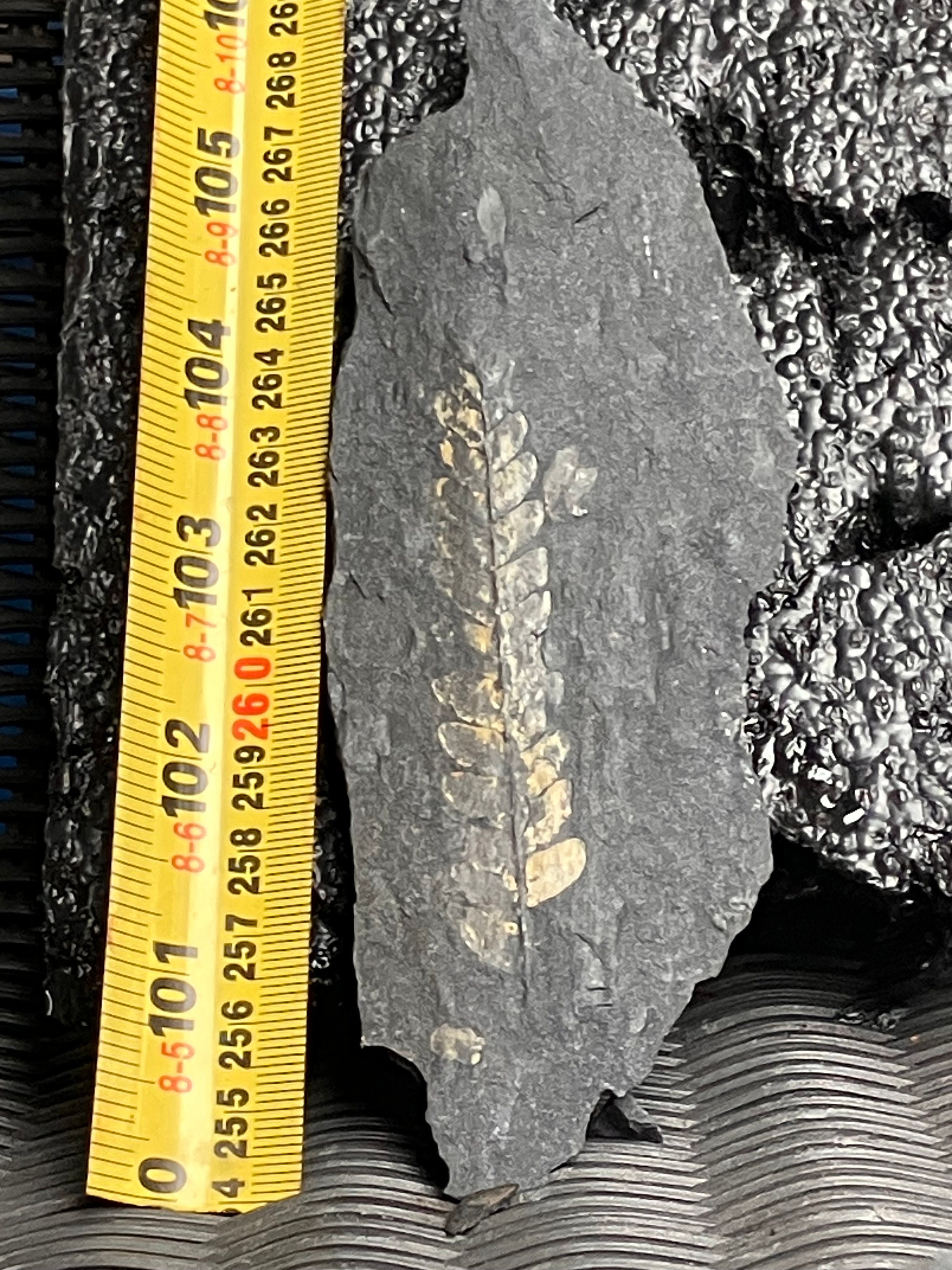 Extinct Paleozoic Tree Fern Flora Colorful Plant Fossil - Etsy