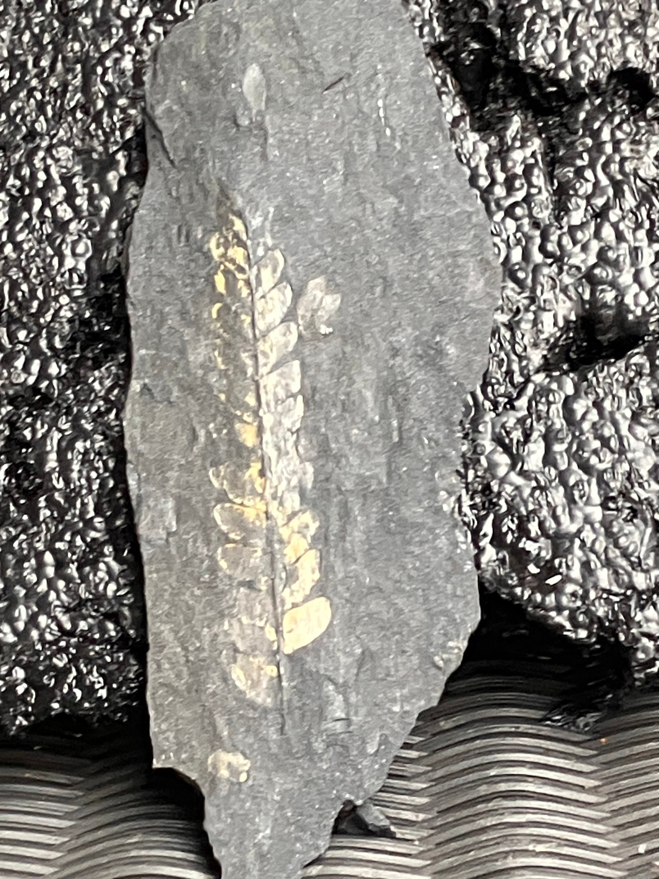 Extinct Paleozoic Tree Fern Flora Colorful Plant Fossil - Etsy