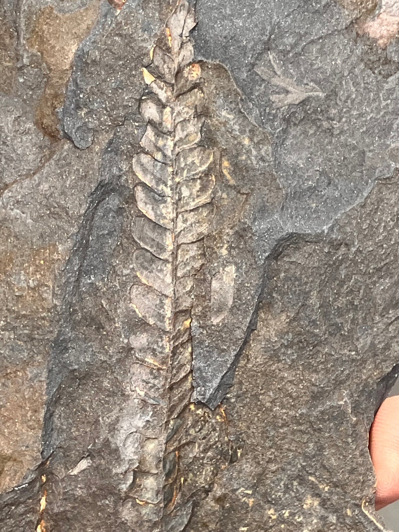 Three Ancient Paleozoic Era Extinct Tree Ferns Colorful Plant Fossils ...