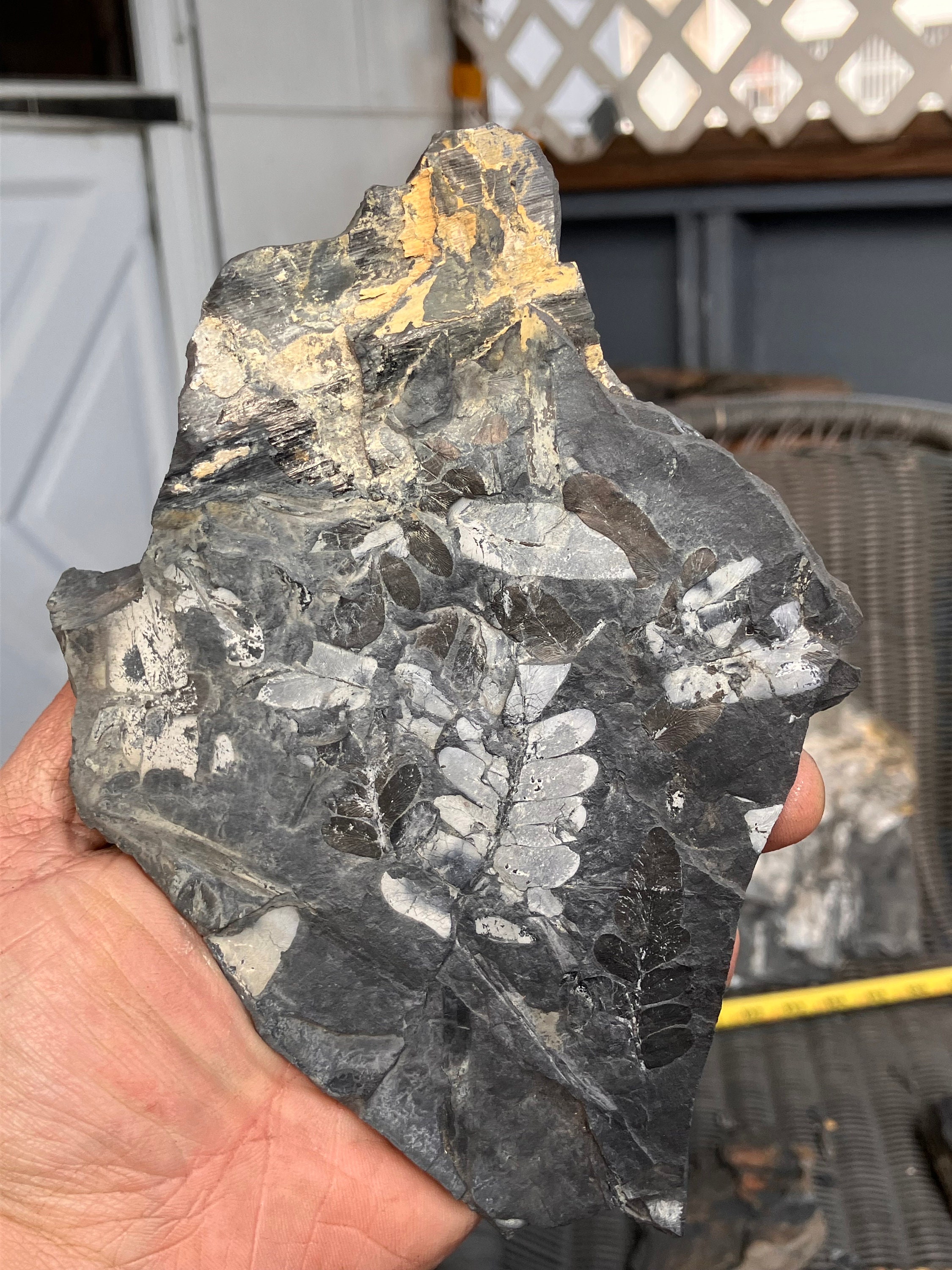 Paleozoic Era Extinct Tree Ferns Plant Fossil - Etsy Australia