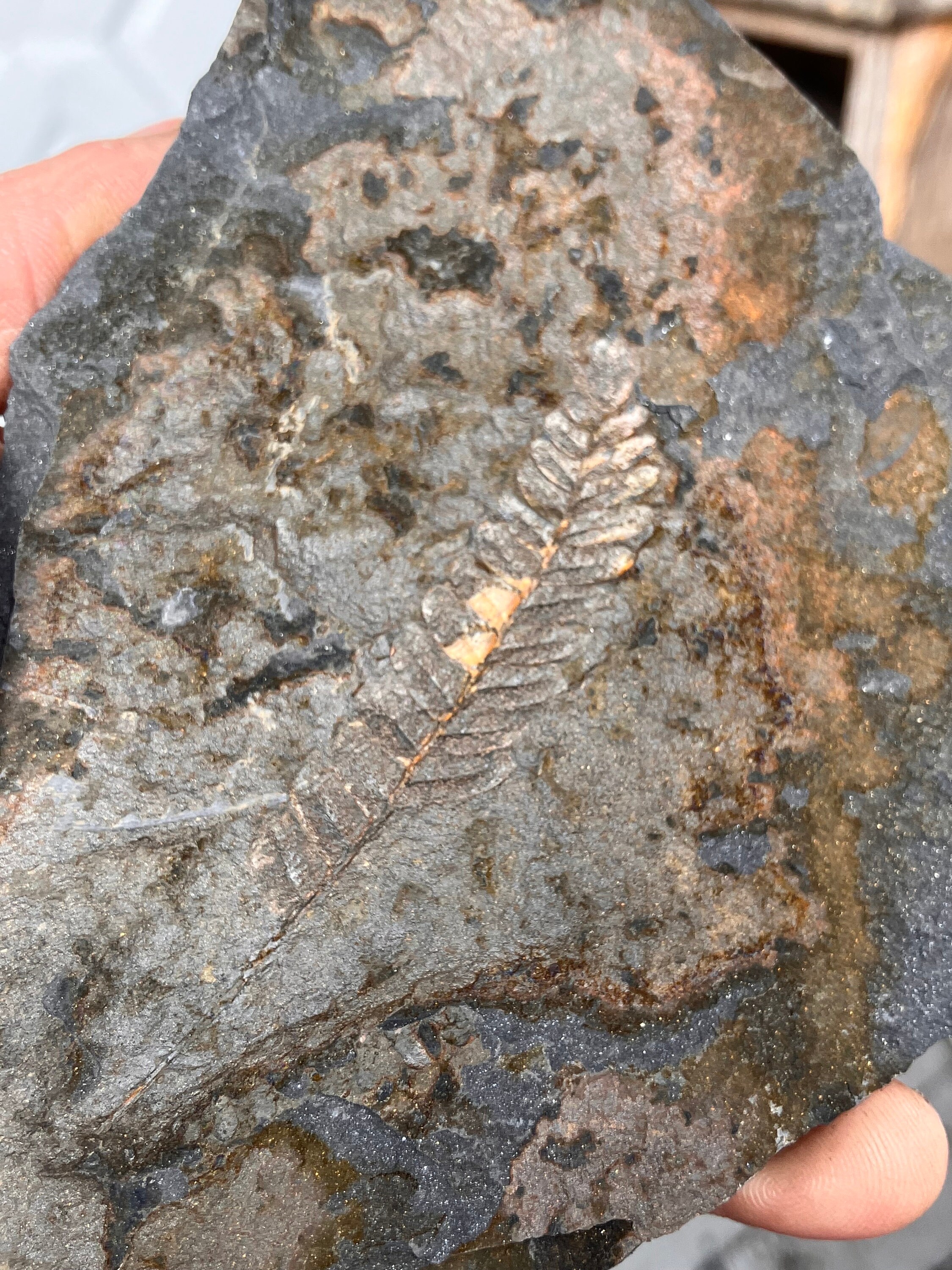 Ancient Paleozoic Era Extinct Tree Ferns & - Etsy