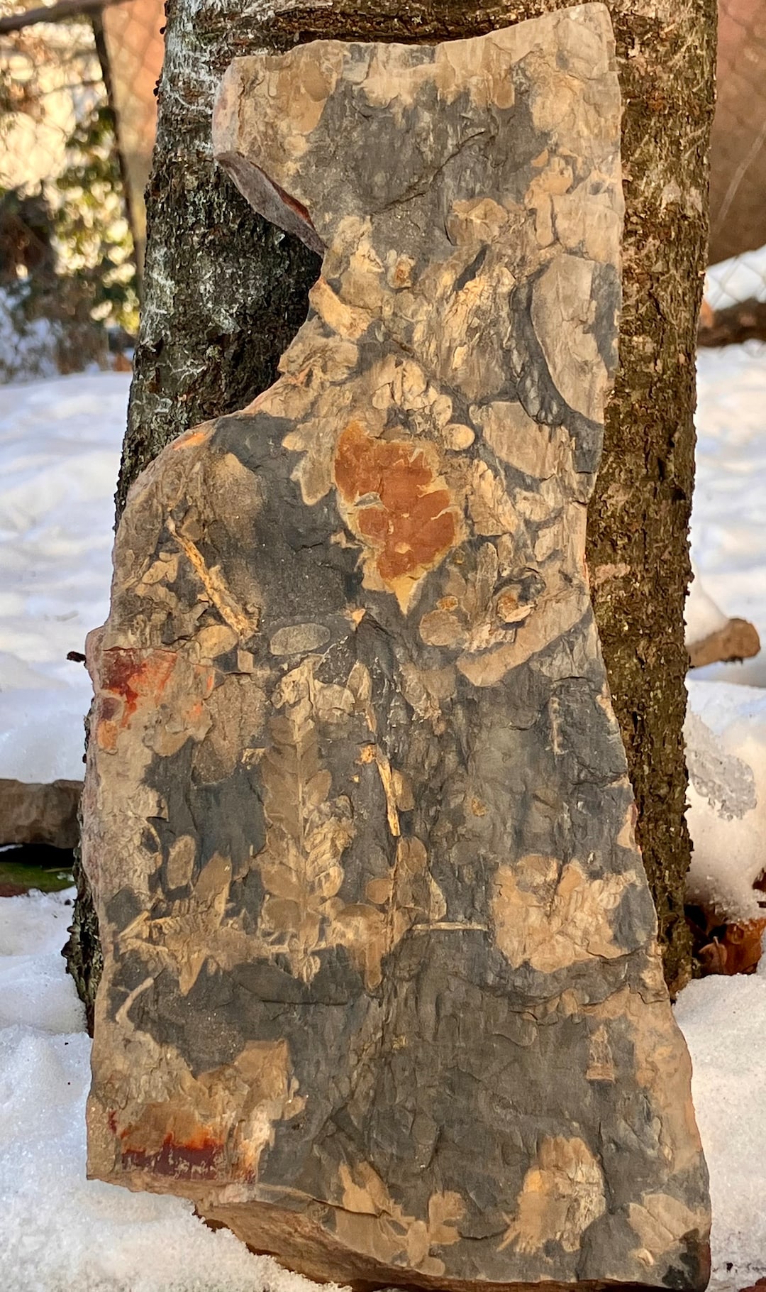 Unique Paleozoic Era Tree Ferns & Foliage 3D Flora Petrified - Etsy