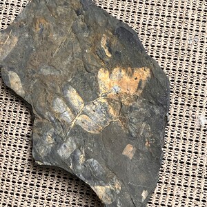 Pyrite Paleozoic Era Extinct Tree Fern Flora 3D Plant Fossil - Etsy