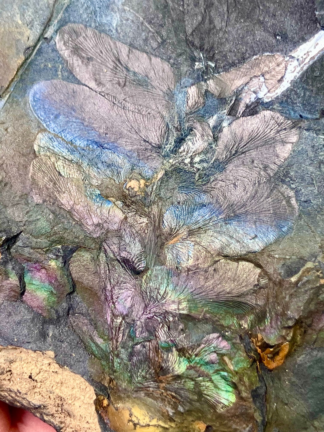 Fossil Fern, Iridescent Peacock Carboniferous Polymorphopteris ...
