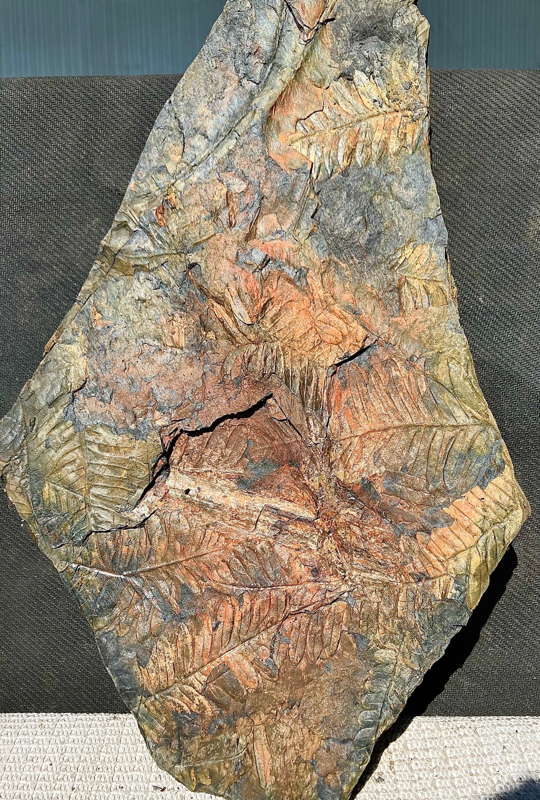 Fern Fossil Specimen, Colorful Carboniferous Alethopteris Grandini ...