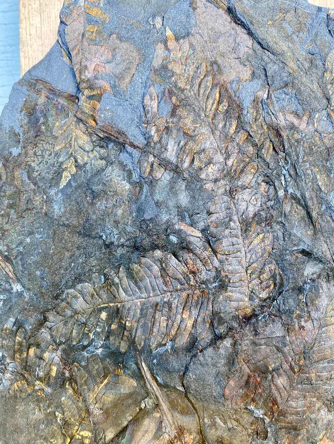 Giant Fossil Ferns Slab, Colorful Carboniferous Lonchopteris Rugosa ...