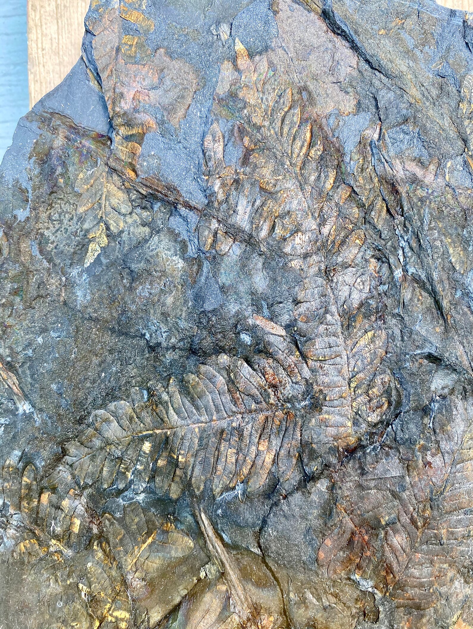 Giant Fossil Ferns Slab, Colorful Carboniferous Lonchopteris Rugosa ...