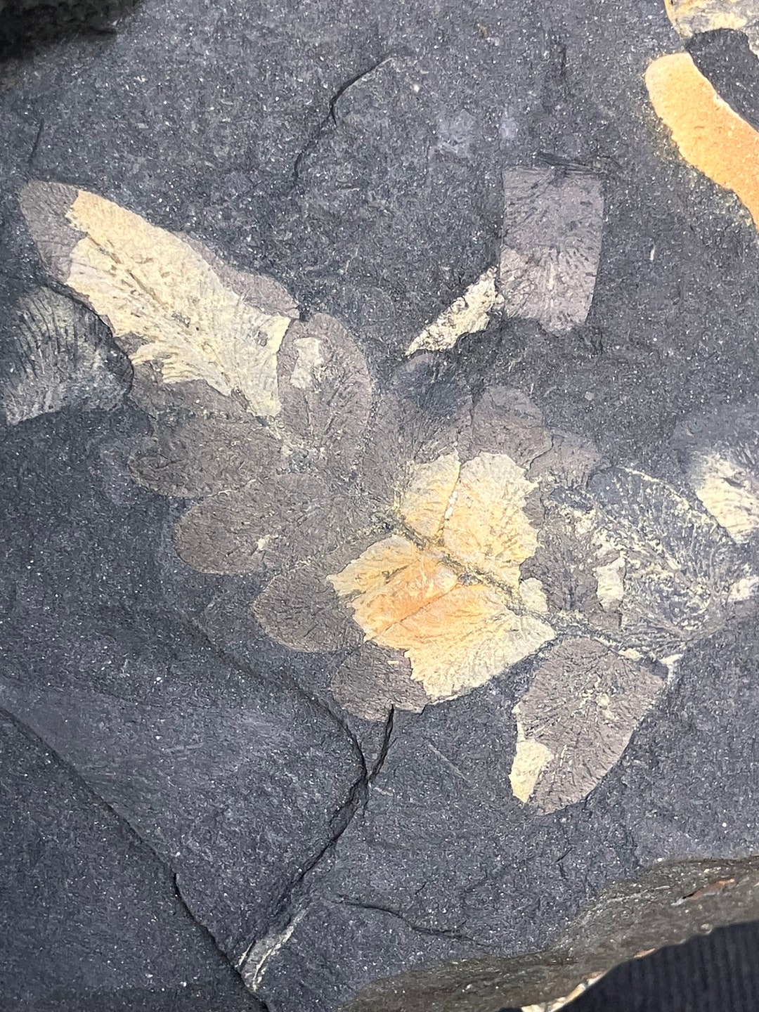 Ancient Paleozoic Extinct Tree Fern Colorful Flora Fossil - Etsy