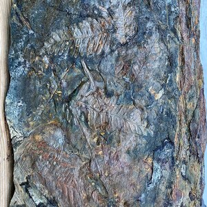 Giant Fossil Ferns Slab, Colorful Carboniferous Lonchopteris Rugosa ...