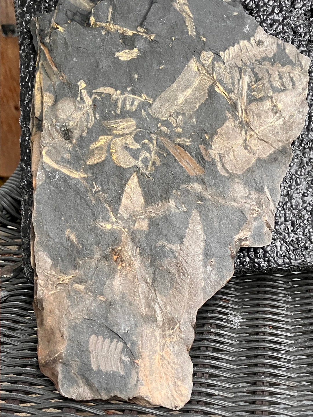 Paleozoic Era Extinct Tree Ferns & Plant Leaves Foliage Flora - Etsy