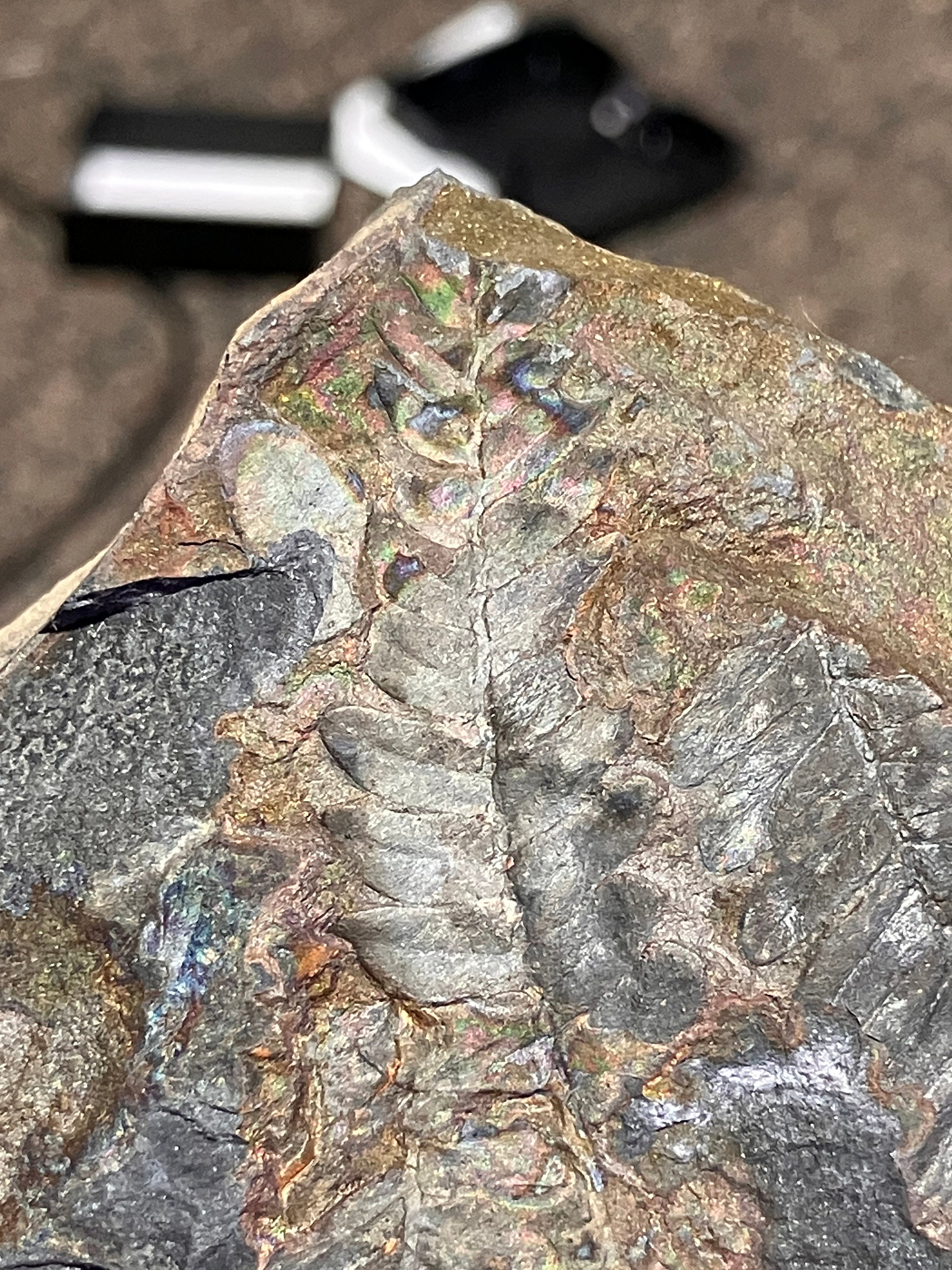 Paleozoic Era Extinct Tree Ferns peacock Colorful 3D Plant Fossil - Etsy