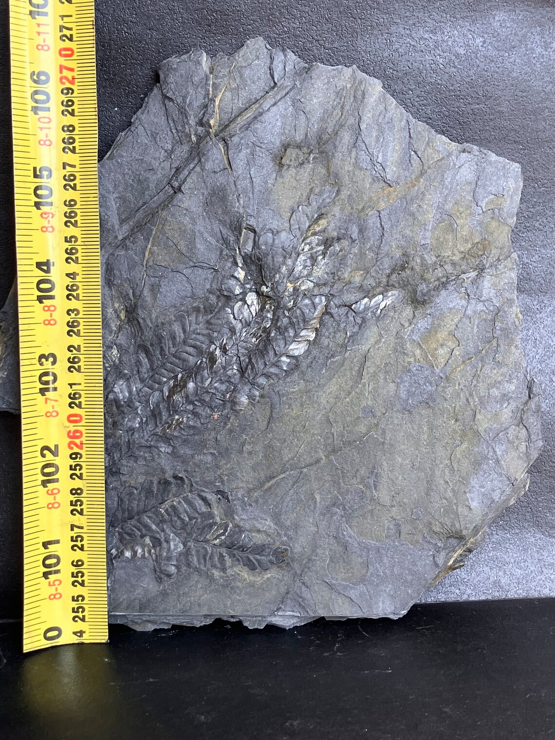 Paleozoic Era Carboniferous Extinct Ferns 3D Plant Fossil - Etsy